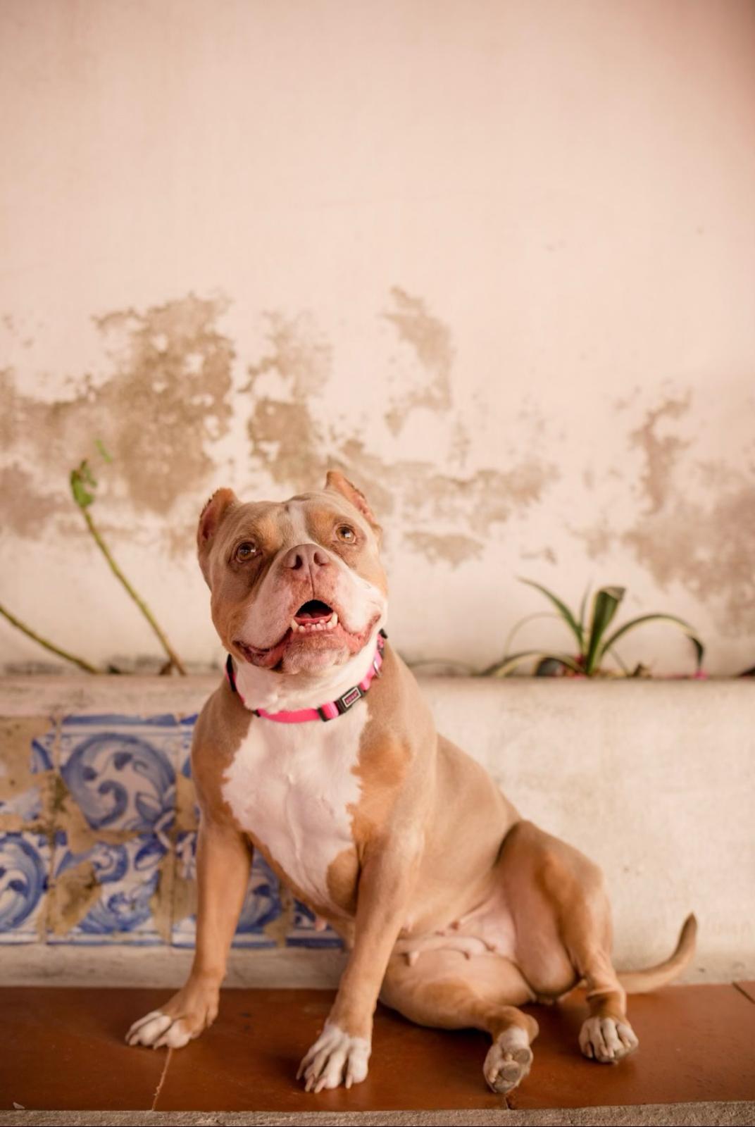 How to Help or Adopt! – Rogue Active Duty Animal Rescue